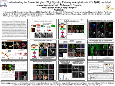 "Understanding the role of Wingless (Wg) signaling pathway in Amyloid-b"