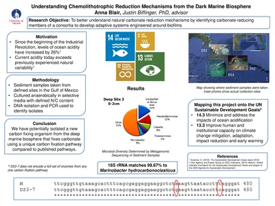 "Understanding Chemolithotrophic Reduction Mechanisms from the Dark Mar"