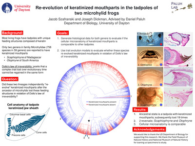 "Re-evolution of keratinized mouthparts in the tadpoles of two microhyl"