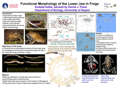 "Functional morphology of the lower jaw in frogs"