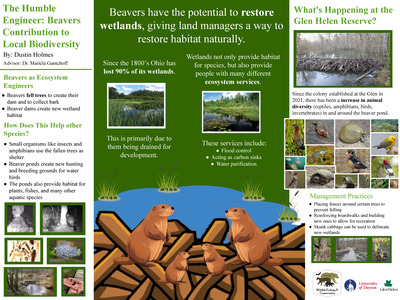 "The Importance of Beavers: Effects of a Beaver colony on Biodiversity"